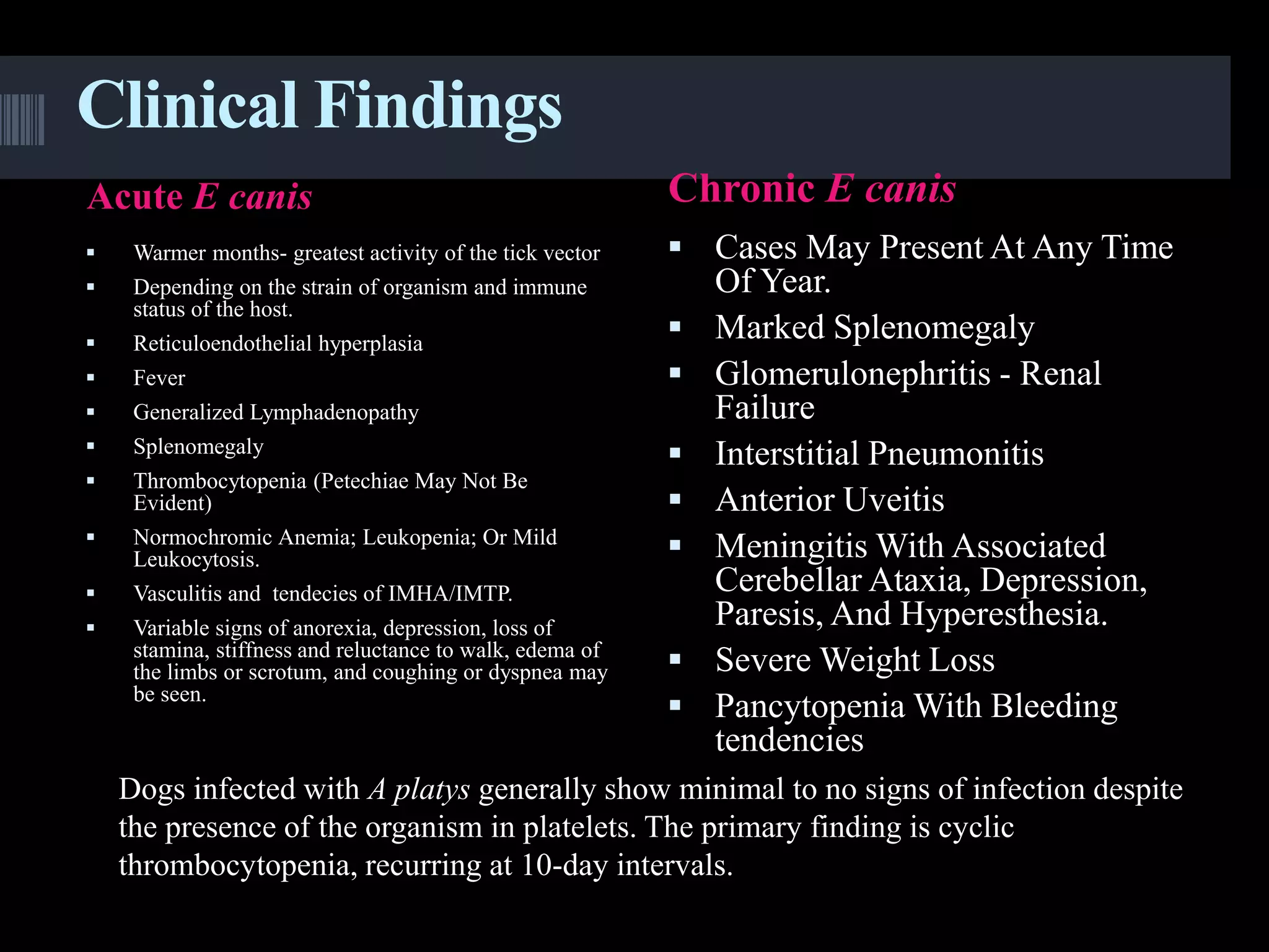 Common blood parasites in dogs | PPSX