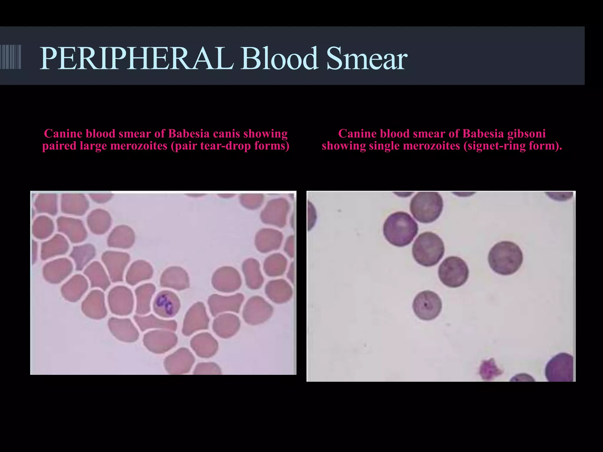 Common blood parasites in dogs | PPSX