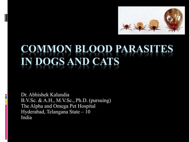 Common blood parasites in dogs | PPSX | Blood Disorders | Diseases and ...