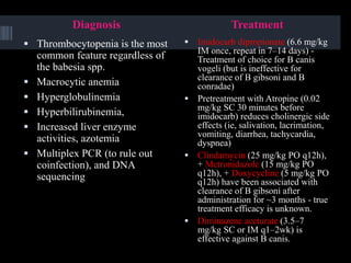 Common blood parasites in dogs | PPSX