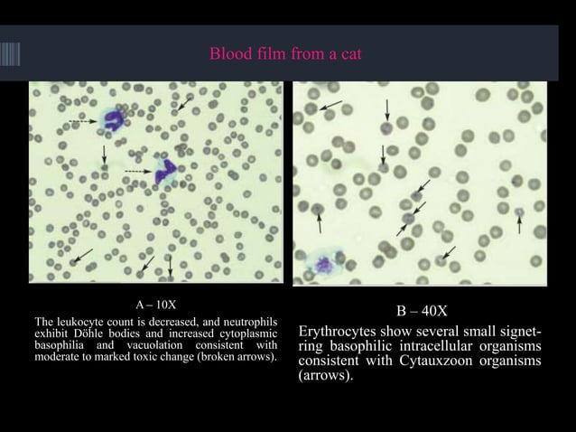 Common blood parasites in dogs | PPSX | Blood Disorders | Diseases and ...