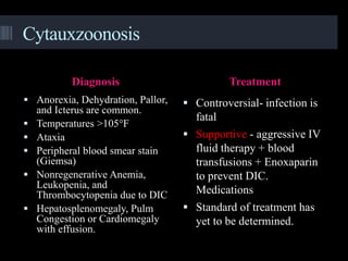 Common blood parasites in dogs | PPSX