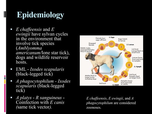 Common blood parasites in dogs | PPSX | Blood Disorders | Diseases and ...