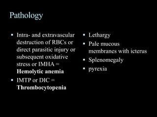 Common blood parasites in dogs | PPSX