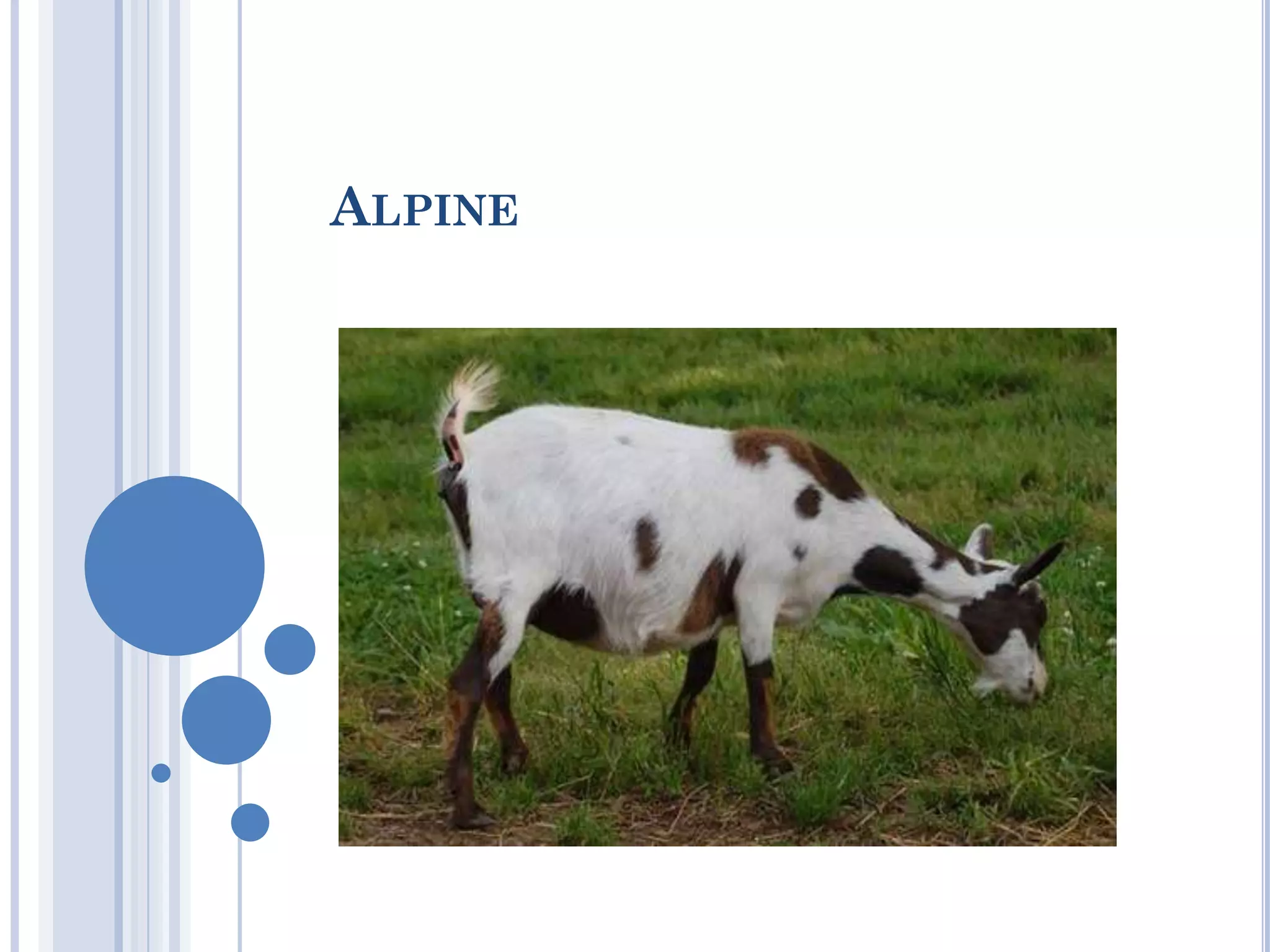 Goats | PPT