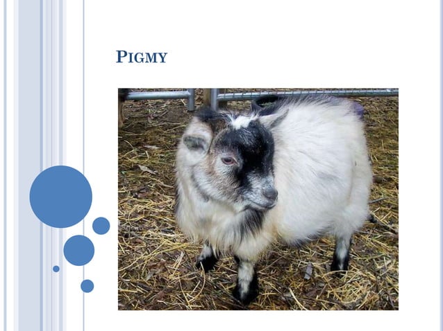 Goats | PPT