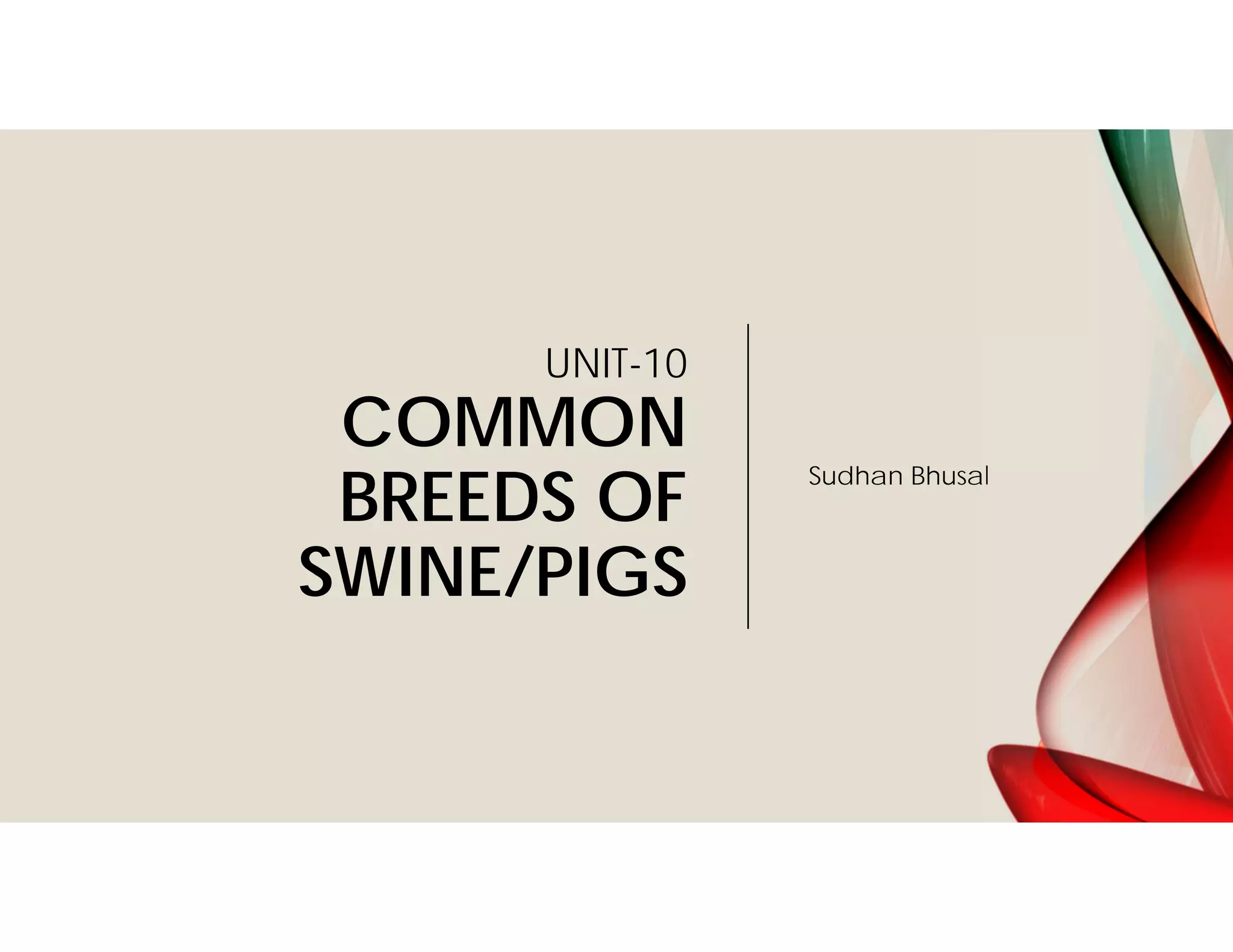 Common Breeds of Swine/Pigs | PDF