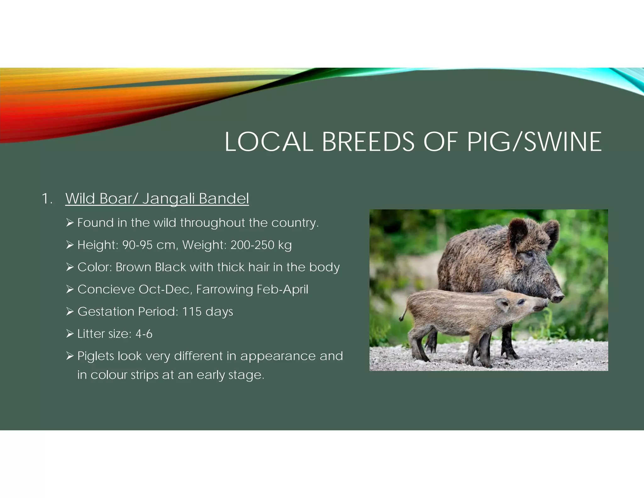Common Breeds of Swine/Pigs | PDF