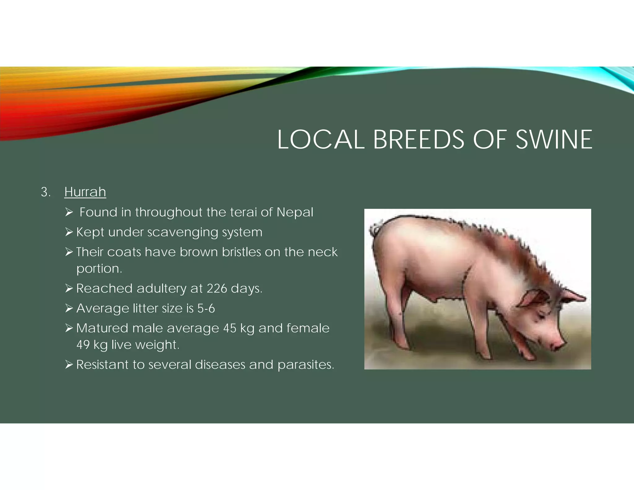 Common Breeds of Swine/Pigs | PDF