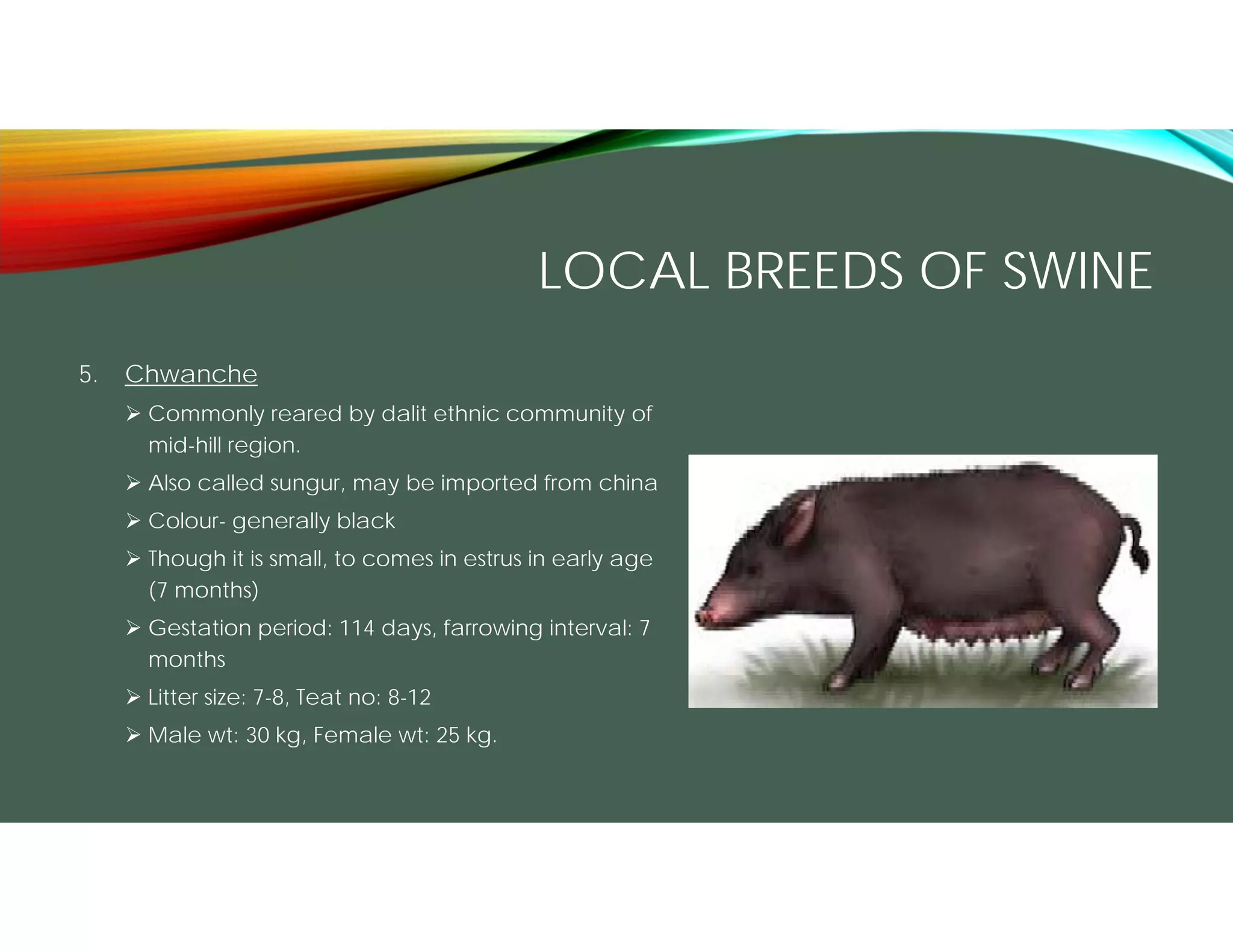Common Breeds of Swine/Pigs | PDF