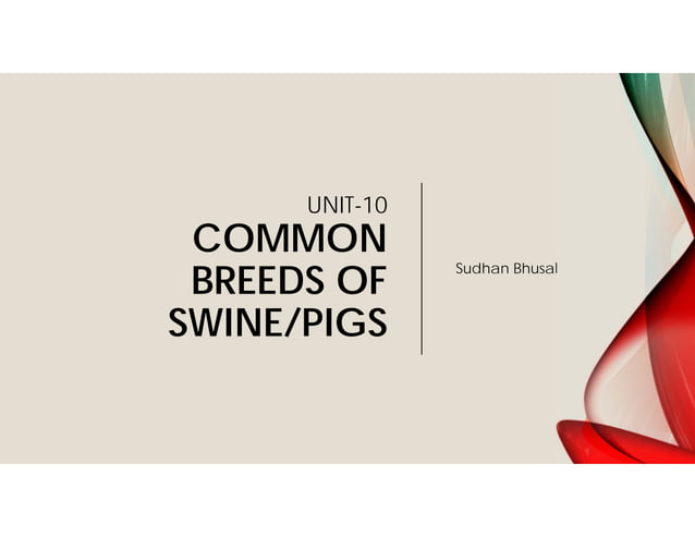 Common Breeds of Swine/Pigs | PDF | Large Animals | Pets