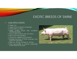 Common Breeds of Swine/Pigs | PDF