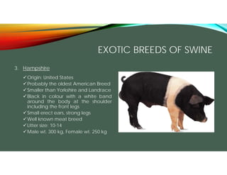 Common Breeds of Swine/Pigs | PDF
