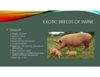 Common Breeds of Swine/Pigs | PDF