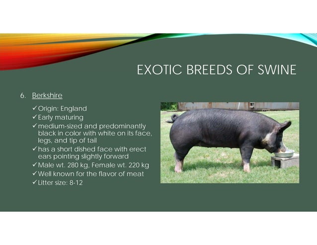 Common Breeds of Swine/Pigs | PDF | Large Animals | Pets