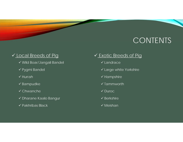 Common Breeds of Swine/Pigs | PDF | Large Animals | Pets