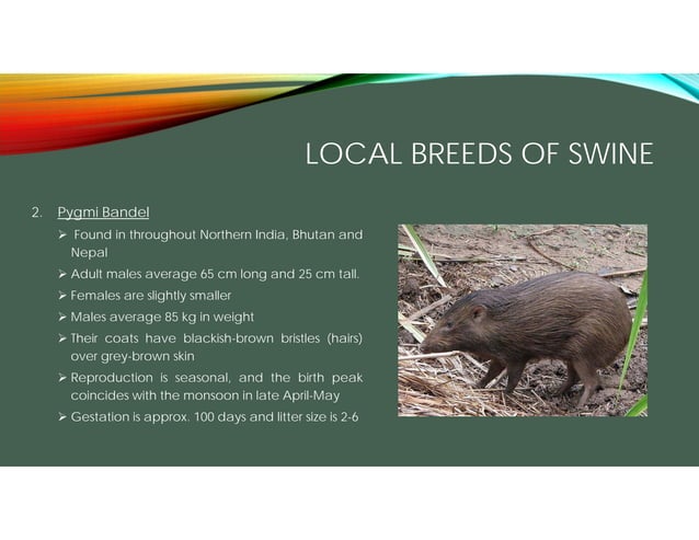 Common Breeds of Swine/Pigs | PDF | Large Animals | Pets