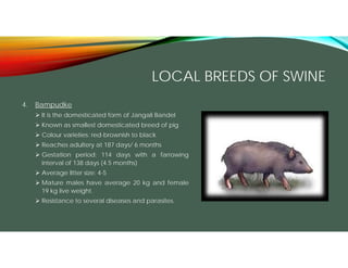 Common Breeds of Swine/Pigs | PDF