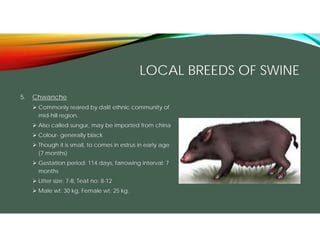 Common Breeds of Swine/Pigs | PDF