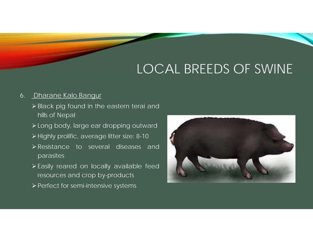 Common Breeds of Swine/Pigs | PDF | Large Animals | Pets