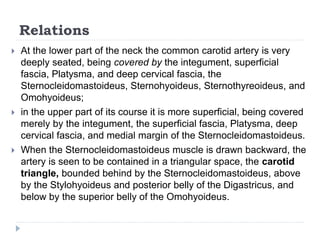 Common carotid artery | PPTX