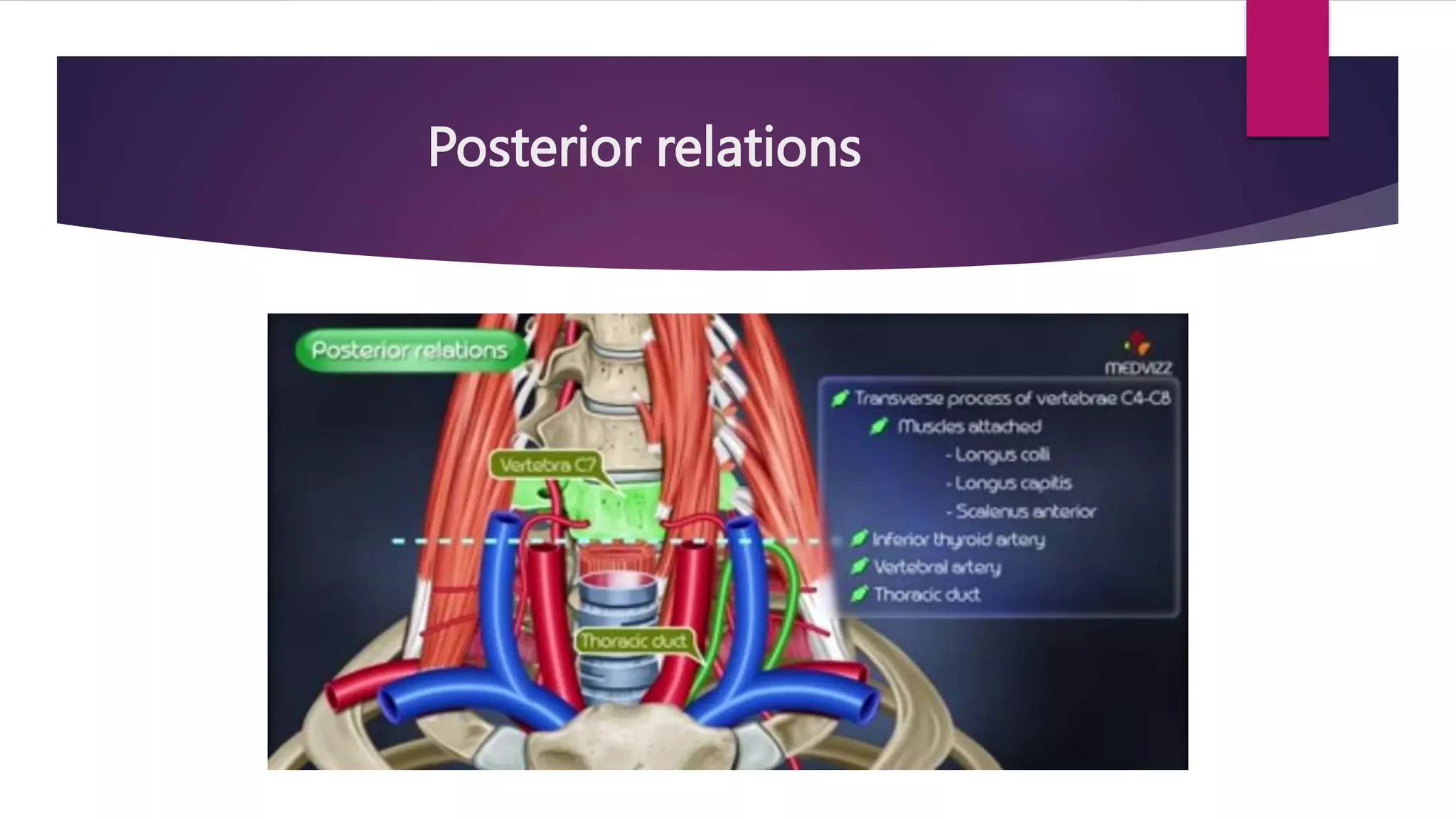 common carotid artery.pptx