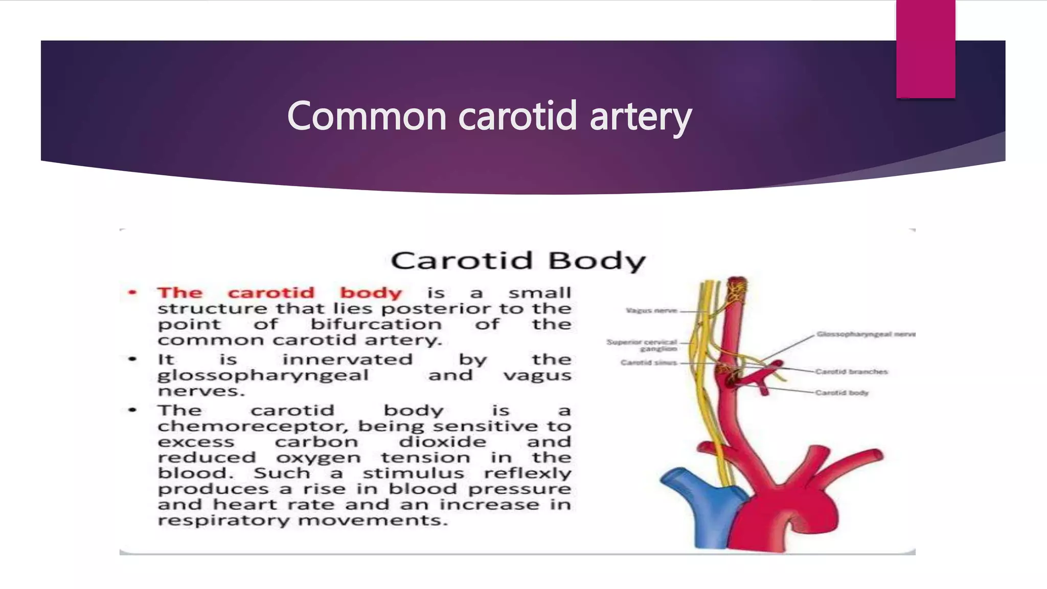 common carotid artery.pptx