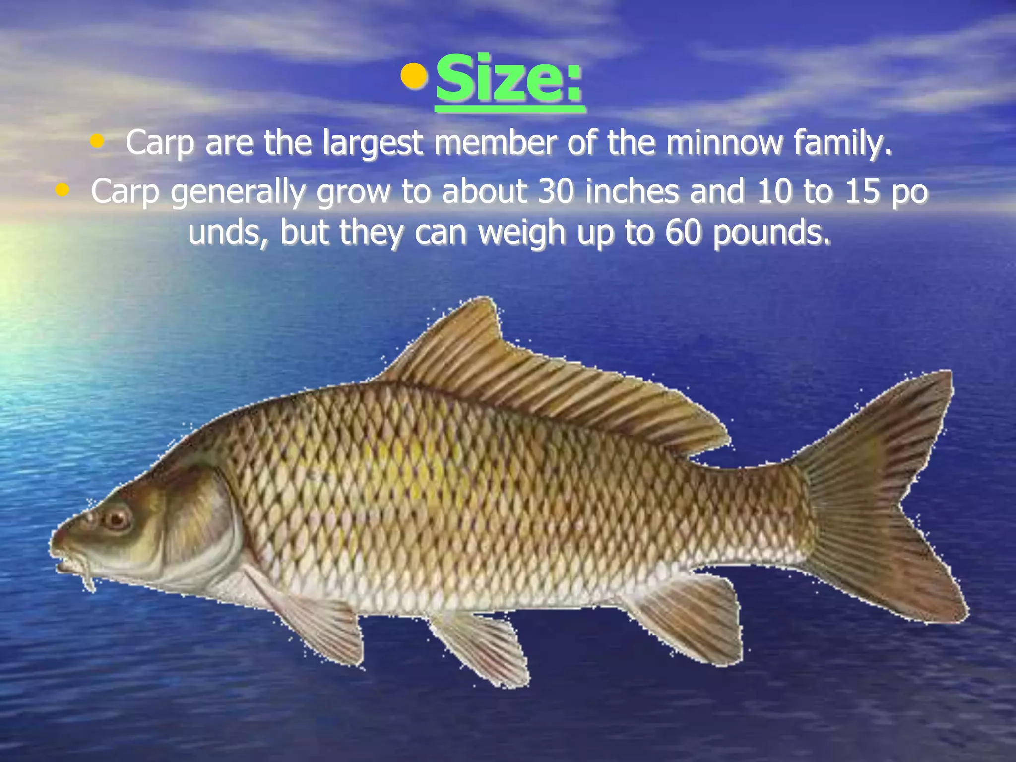 Common carp(cyprinus carpio)freshwater fish,bangladesh | PPTX