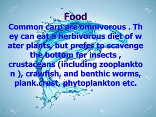 Common carp(cyprinus carpio)freshwater fish,bangladesh | PPTX