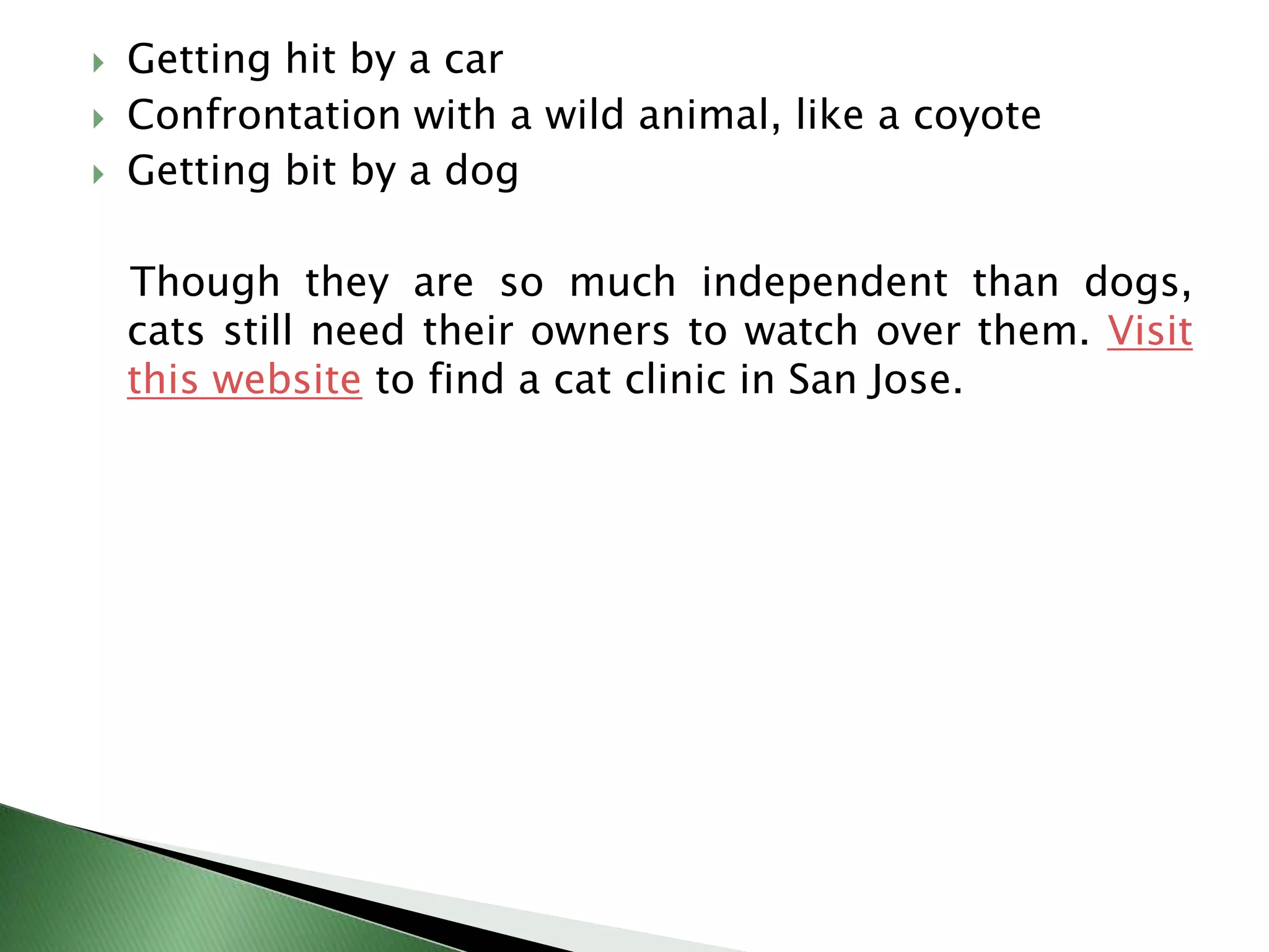 Common Cat Illnesses Ppt