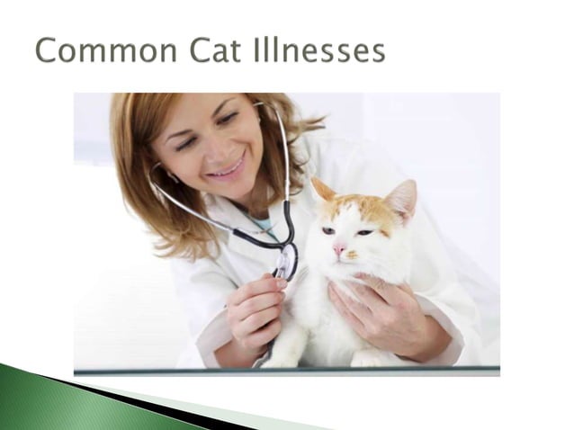 Common cat illnesses | PPT