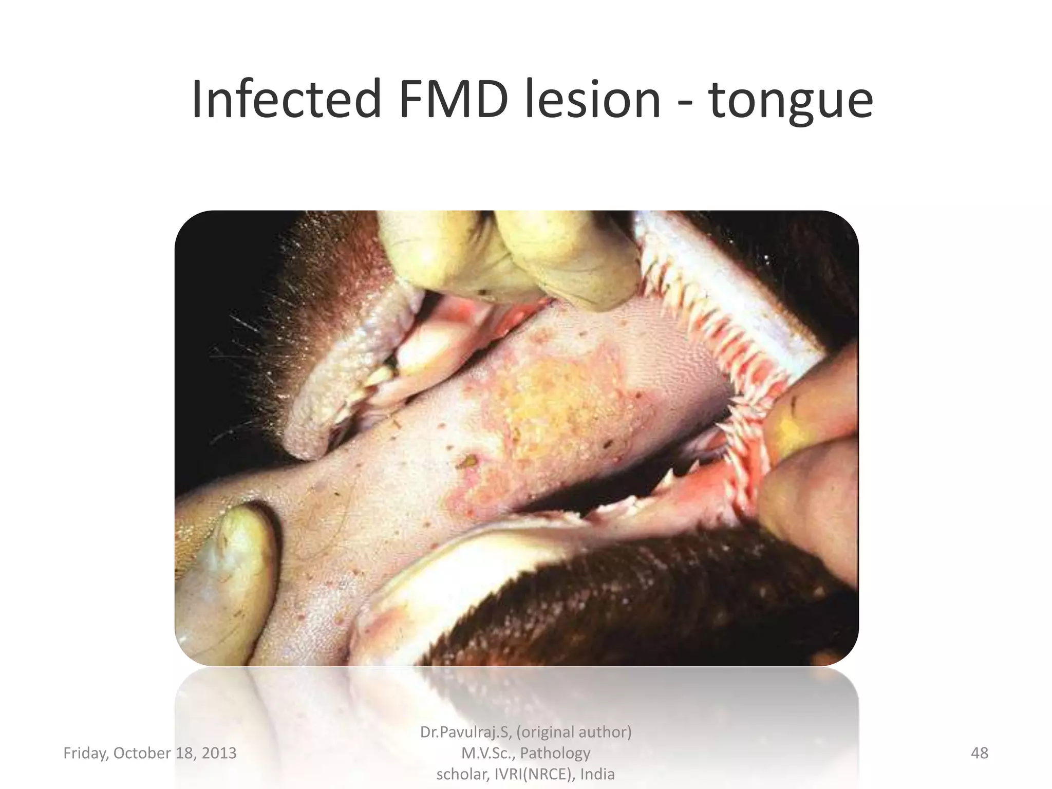 Common cattle diseases by Dr.Pavulraj.S, M.V.Sc., Pathology scholar ...