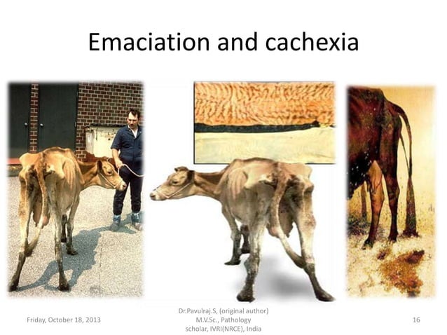Common cattle diseases by Dr.Pavulraj.S, M.V.Sc., Pathology scholar ...