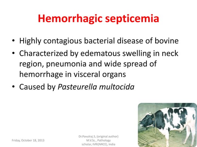 Common cattle diseases by Dr.Pavulraj.S, M.V.Sc., Pathology scholar ...