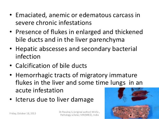 Common cattle diseases by Dr.Pavulraj.S, M.V.Sc., Pathology scholar,