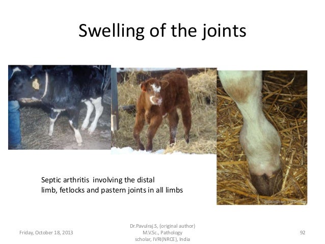 Common cattle diseases by Dr.Pavulraj.S, M.V.Sc., Pathology scholar,