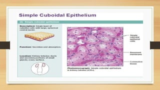 DIFFERENT TYPES OF CELL AND LAYERS IN BODY | PPTX