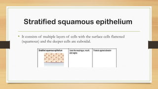 DIFFERENT TYPES OF CELL AND LAYERS IN BODY | PPTX