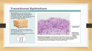 DIFFERENT TYPES OF CELL AND LAYERS IN BODY | PPTX