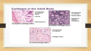 DIFFERENT TYPES OF CELL AND LAYERS IN BODY | PPTX
