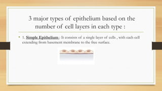 DIFFERENT TYPES OF CELL AND LAYERS IN BODY | PPTX