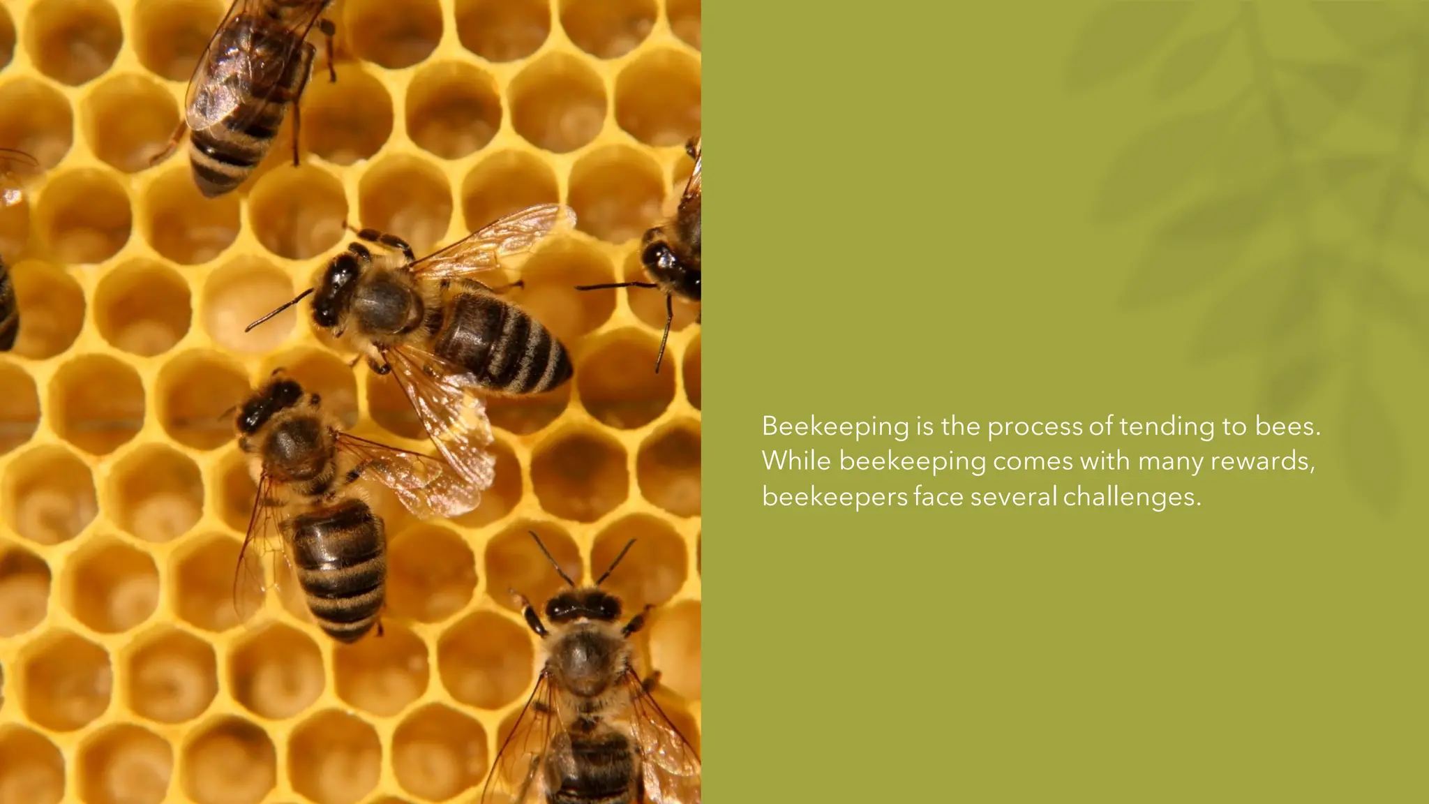 Common Challenges of Beekeeping | PDF