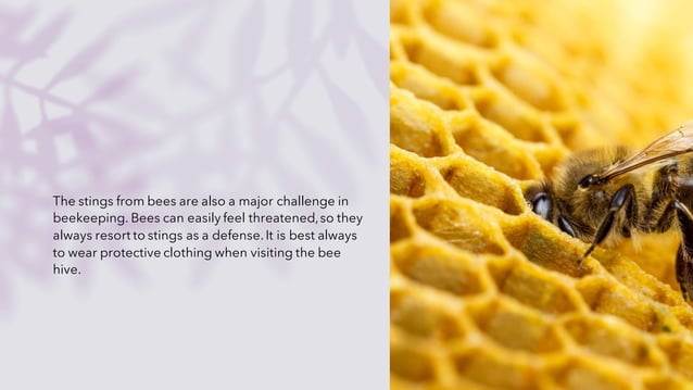 Common Challenges of Beekeeping | PDF