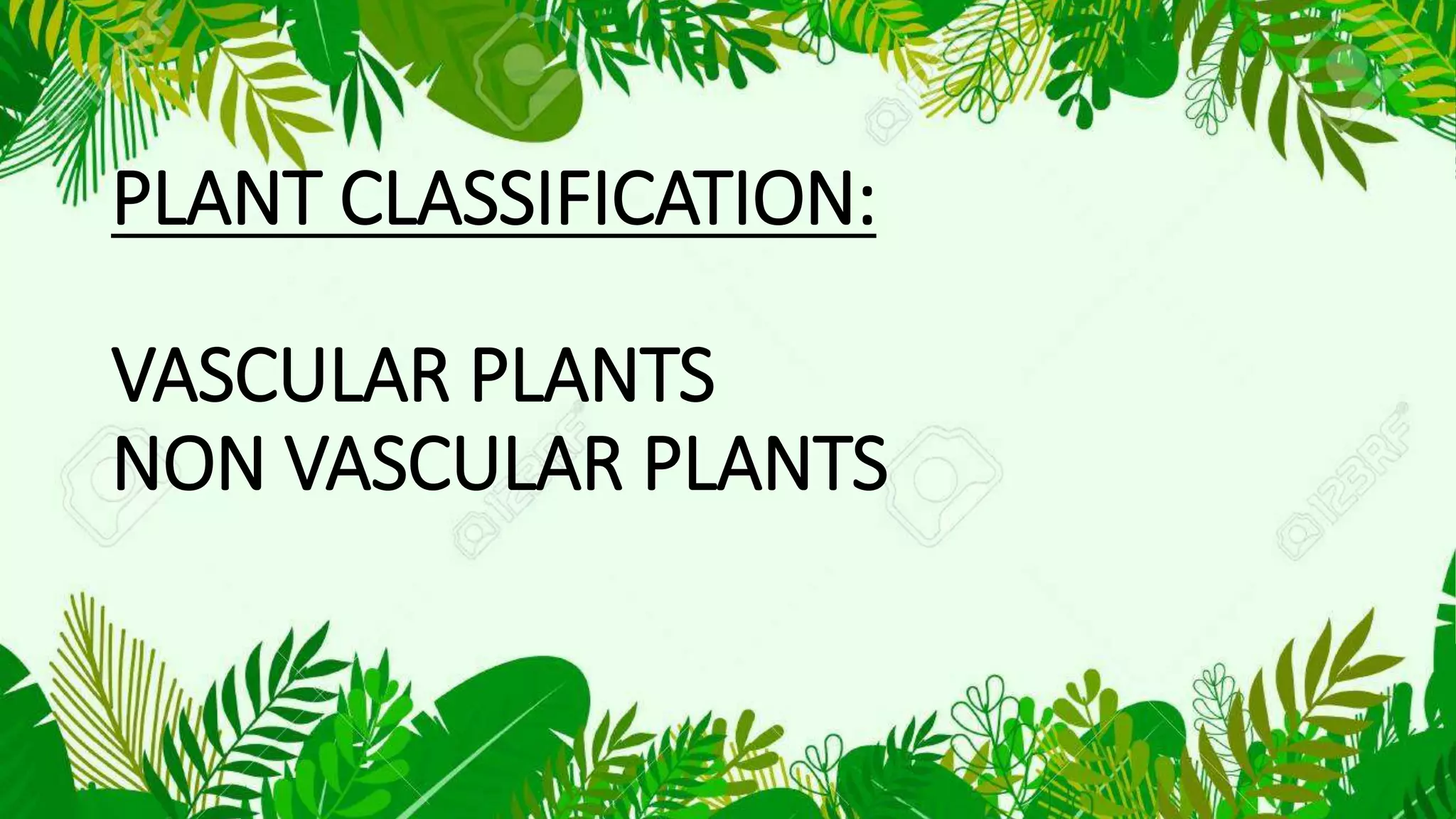 COMMON CHARACTERISTICS OF ANIMALS AND PLANTS FOR CLASSIFICATION(GRADE6.pptx