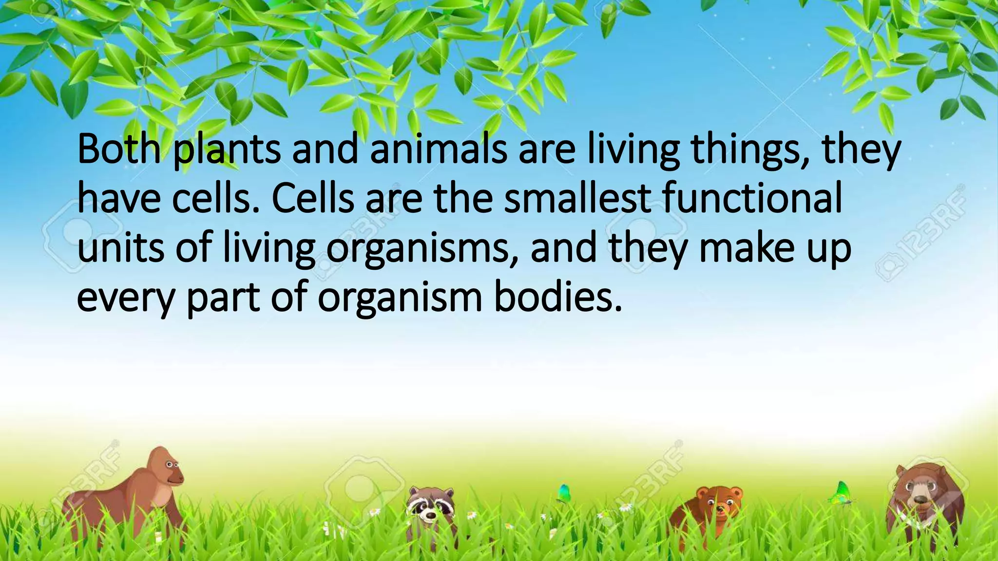 COMMON CHARACTERISTICS OF ANIMALS AND PLANTS FOR CLASSIFICATION(GRADE6.pptx