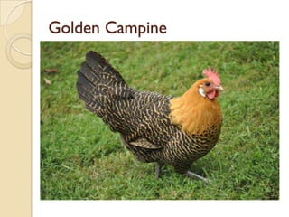 Chickens | PPTX | Birds | Pets