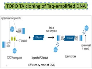 Common cloning technique | PPTX