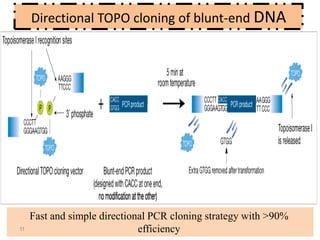 Common cloning technique | PPTX