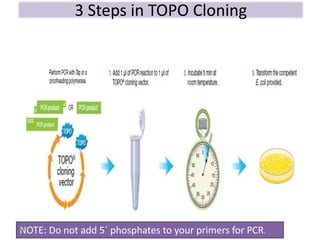 Common cloning technique | PPTX