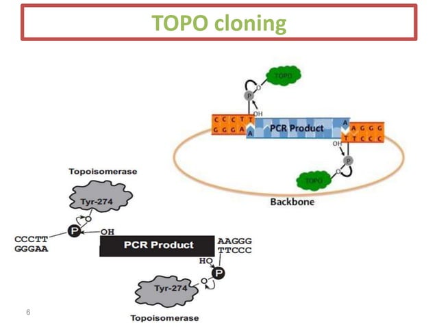 Common cloning technique | PPTX